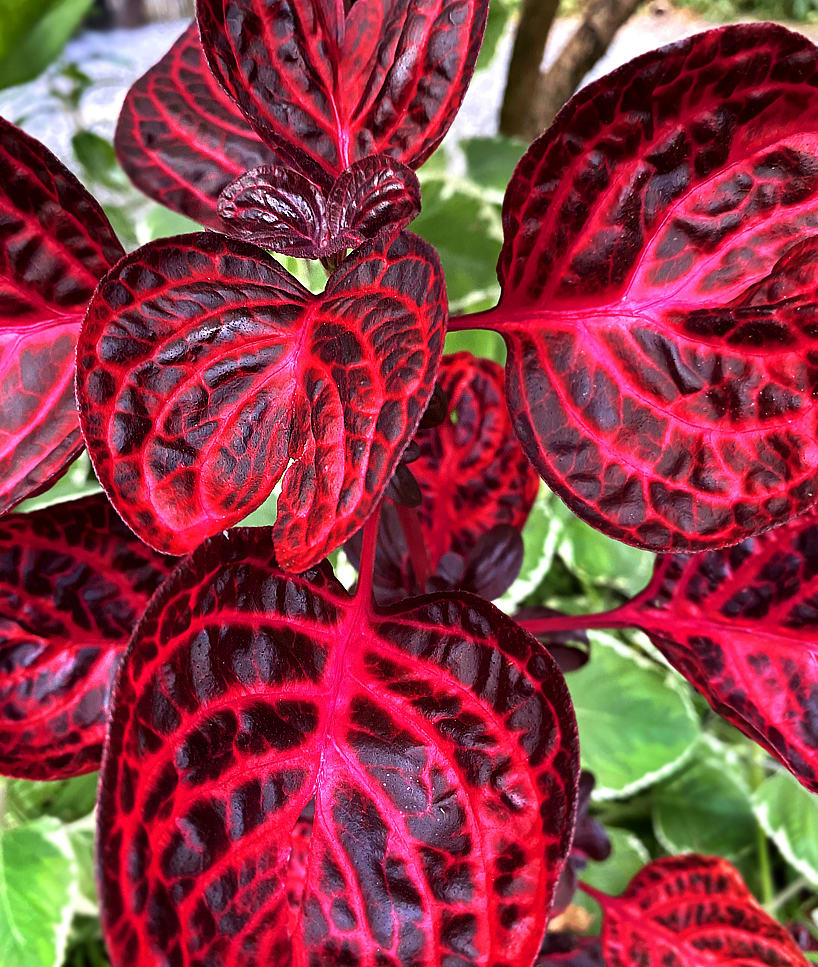The Best Red Tropical Plants for Your Garden - Dengarden