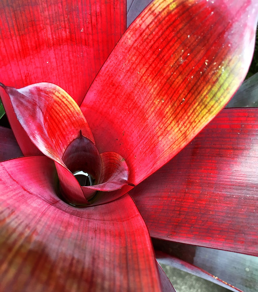 10 Spectacular Red Leaf Plants for Your Garden - Dengarden
