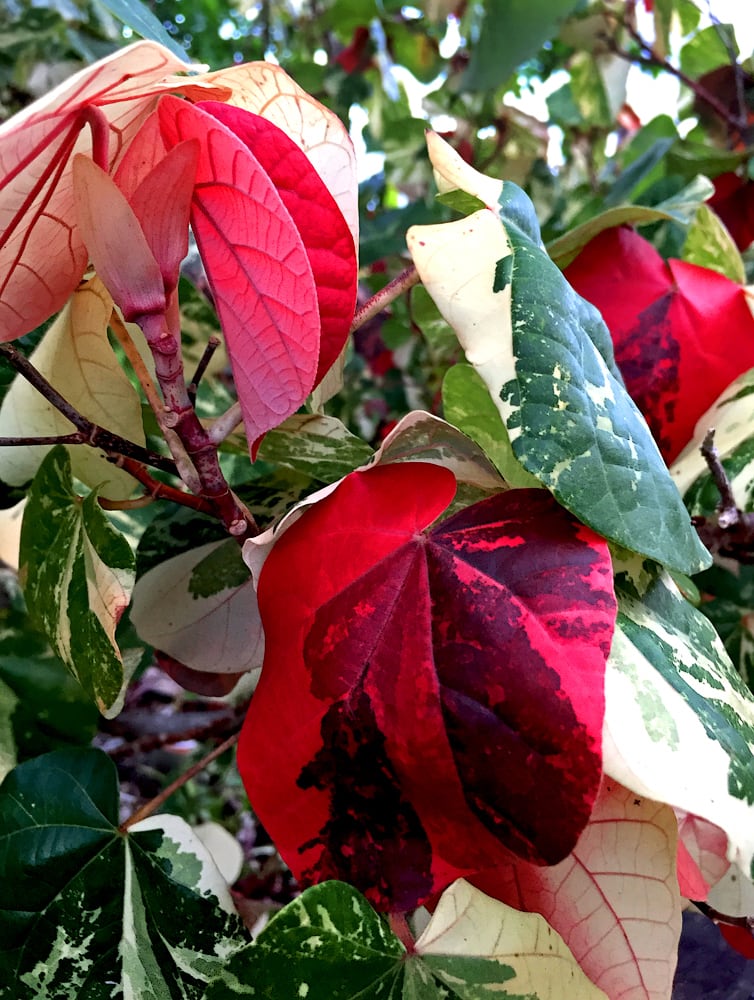 The Best Red Tropical Plants for Your Garden - Dengarden