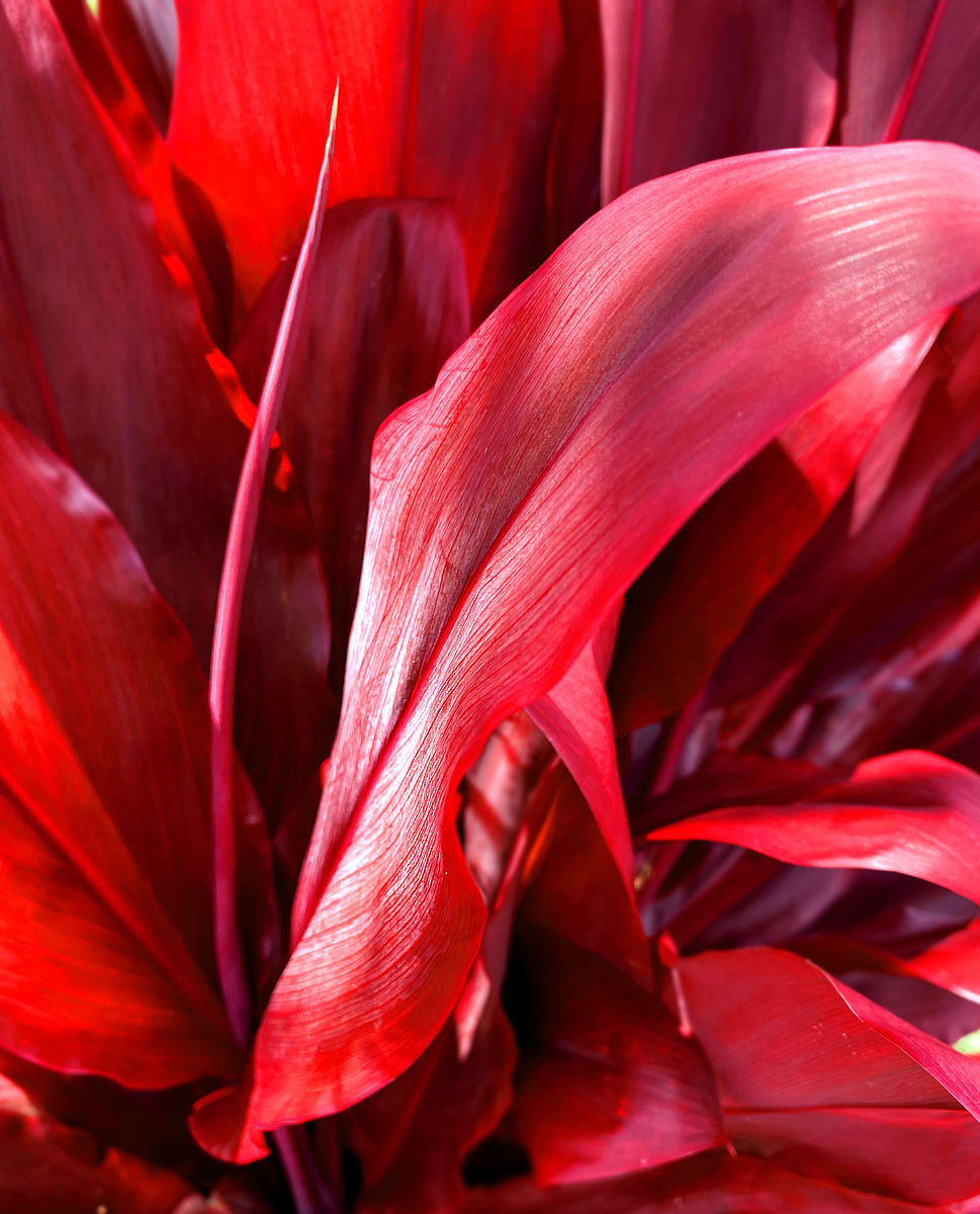 The Best Red Tropical Plants for Your Garden - Dengarden