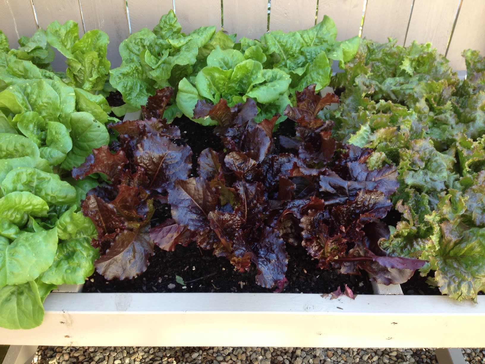 Best Container Garden Vegetables - 8 Varieties That Thrive in Pots and ...