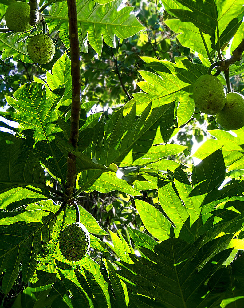 'Ulu Breadfruit: Facts and Culinary Uses - Dengarden