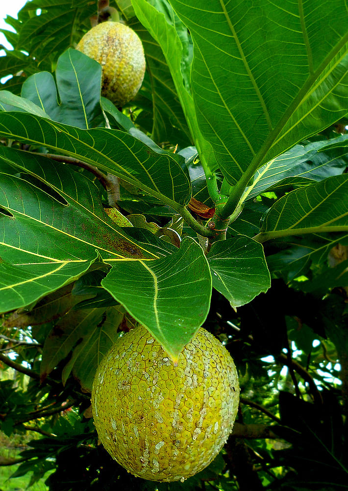 'Ulu Breadfruit: Facts and Culinary Uses - Dengarden