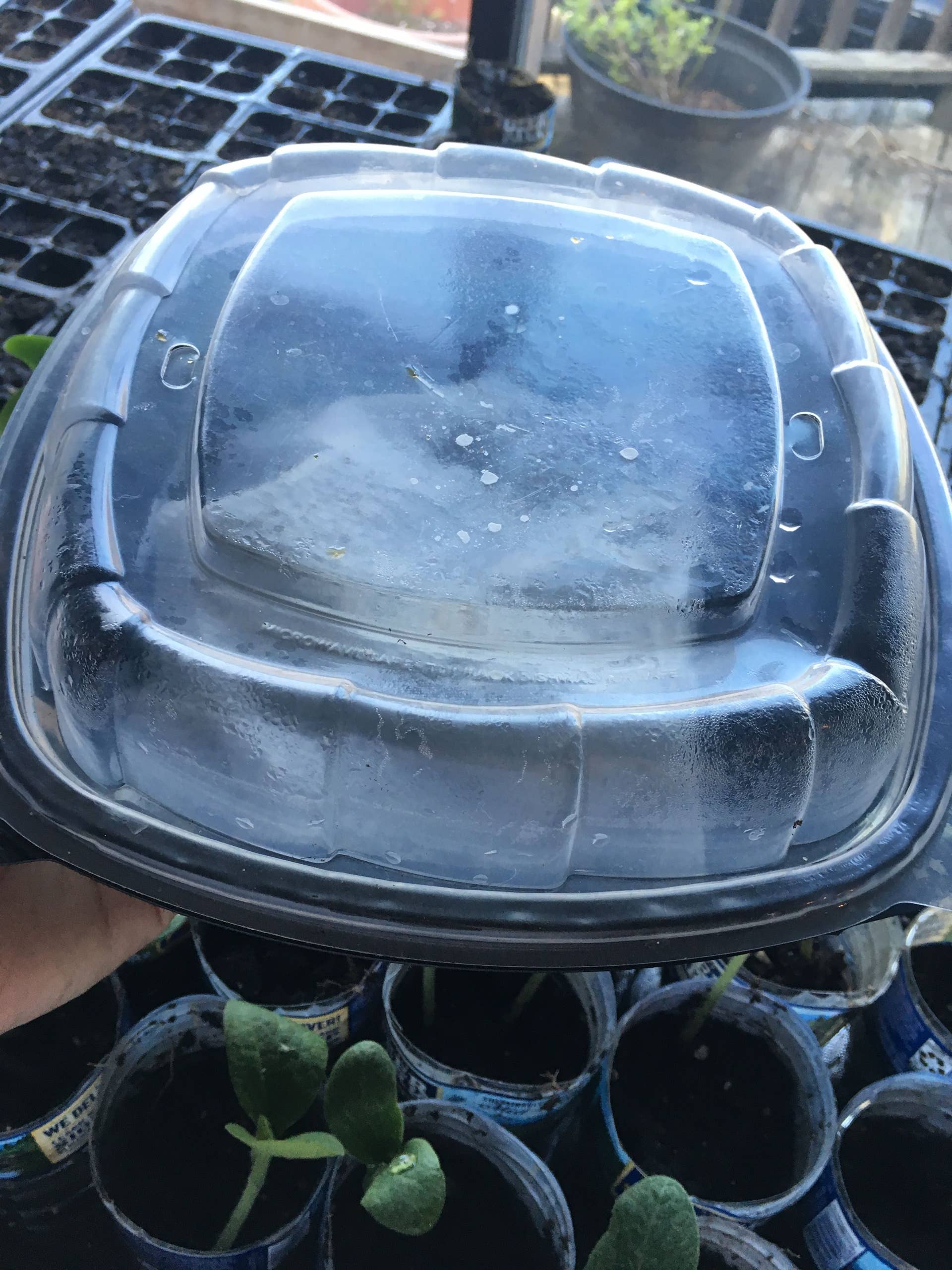 Germinating Broccoli Seeds in a Paper Towel (With Photos) - Dengarden