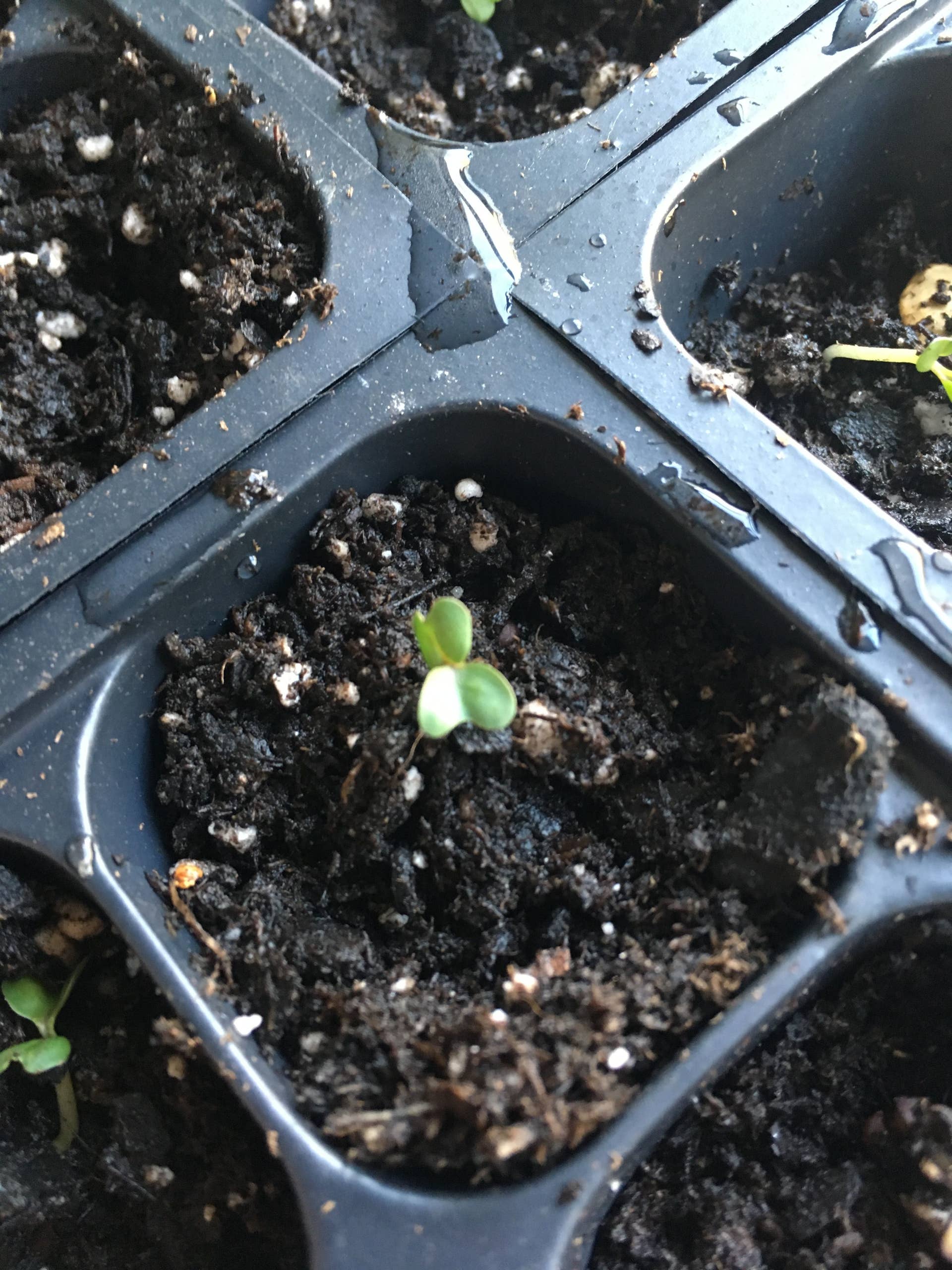 Germinating Broccoli Seeds in a Paper Towel (With Photos) - Dengarden
