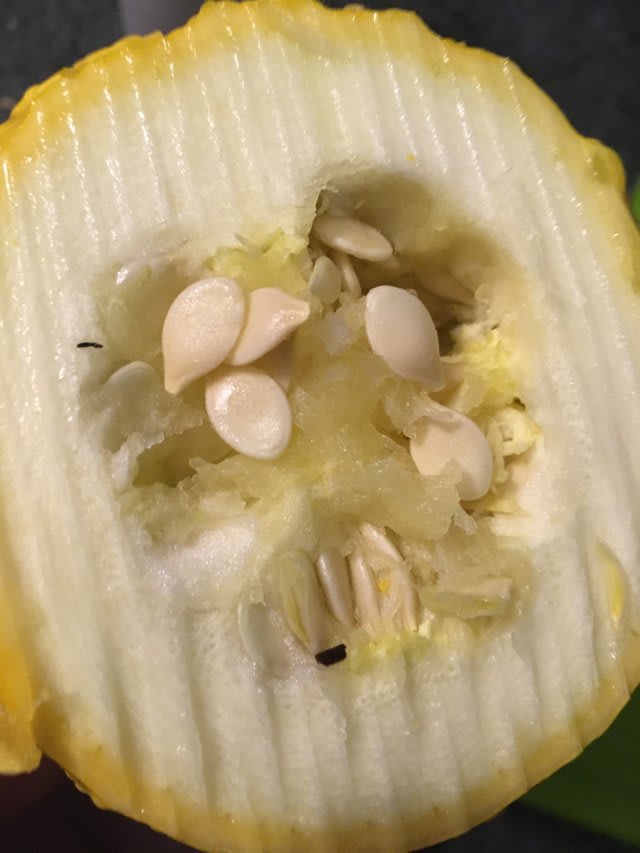 How to Grow Squash-Pumpkin Hybrids - Dengarden