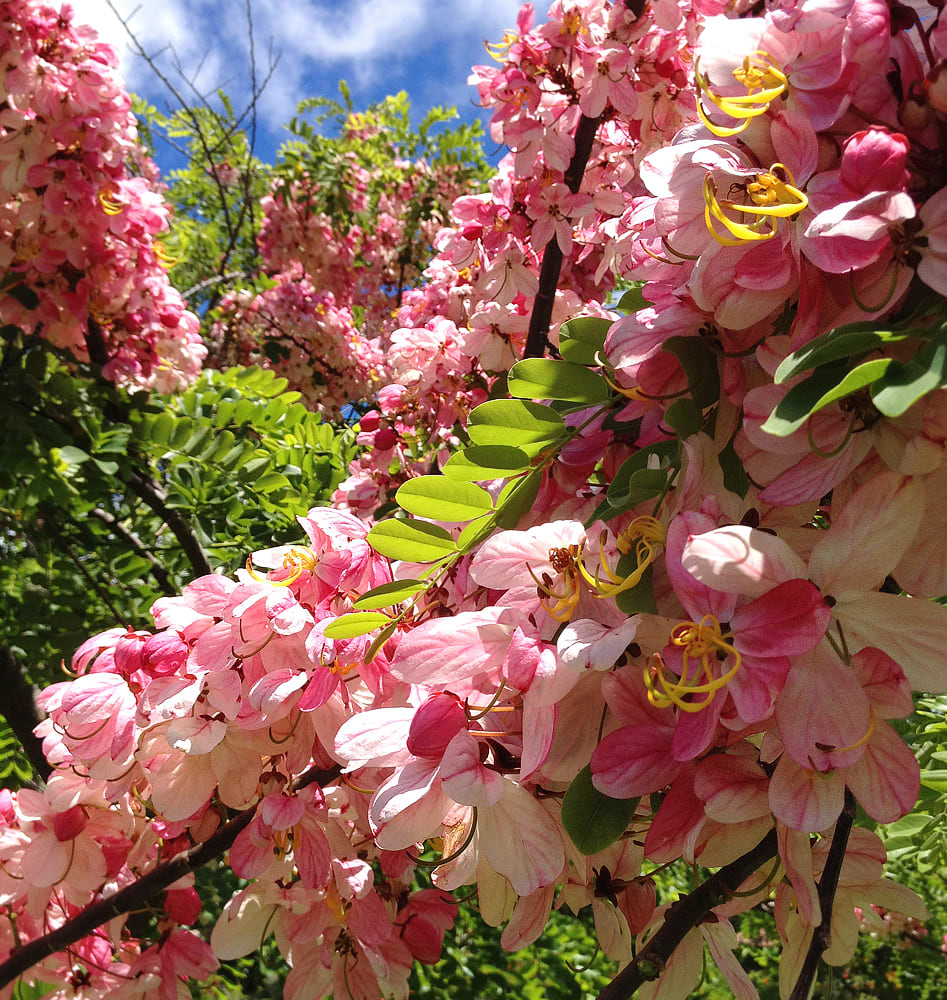 Pink Tropical Flowers With Photos and Planting Tips - Dengarden