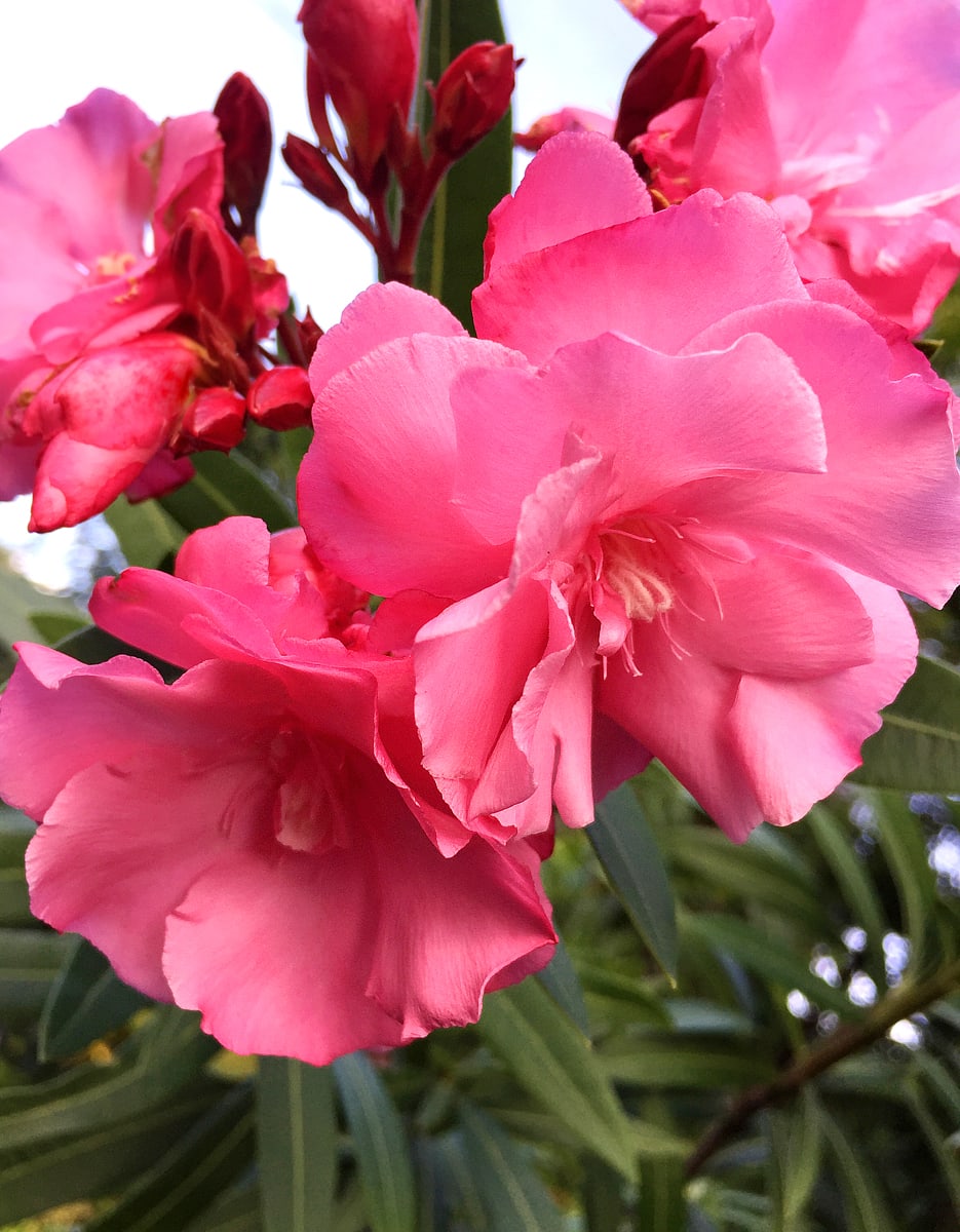 Pink Tropical Flowers With Photos and Planting Tips - Dengarden