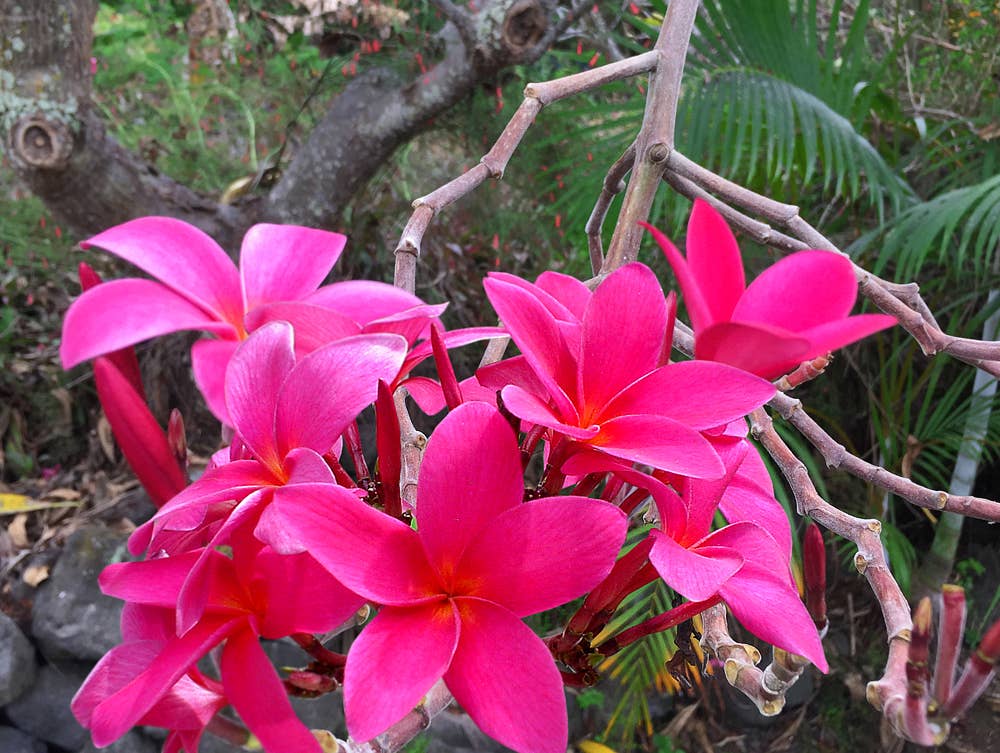 Pink Tropical Flowers Papeete Vase | Tropical Flowers | Beija Flor