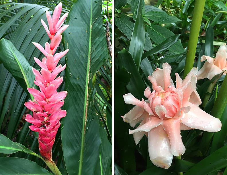 Pink Tropical Flowers With Photos and Planting Tips - Dengarden