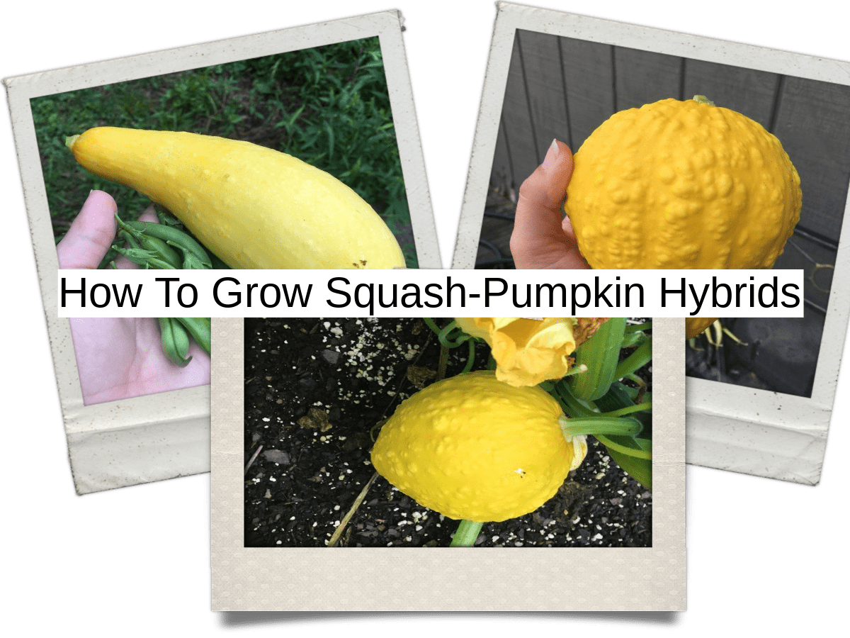 How to Grow Squash-Pumpkin Hybrids - Dengarden