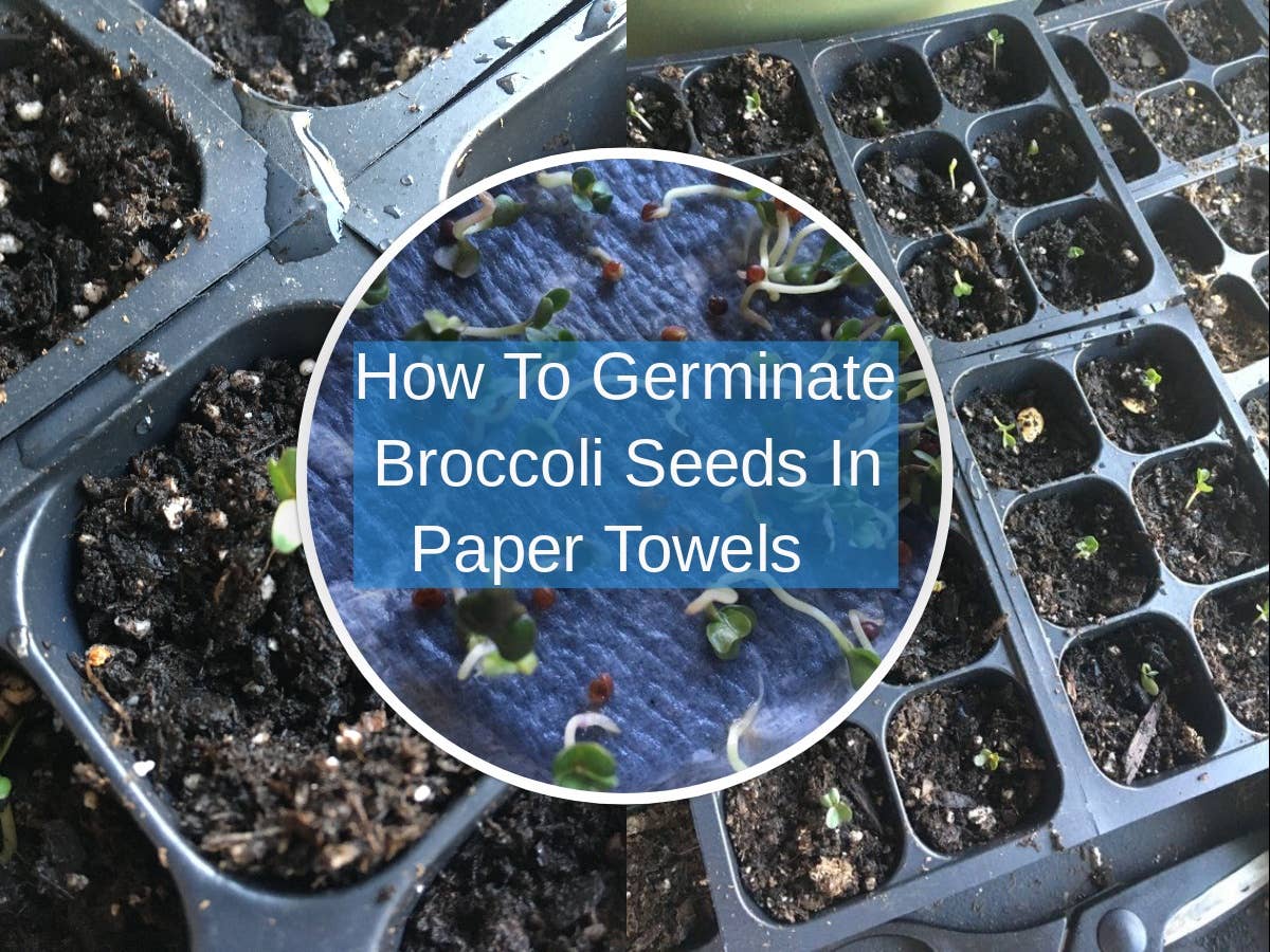 Germinating Broccoli Seeds in a Paper Towel (With Photos) - Dengarden