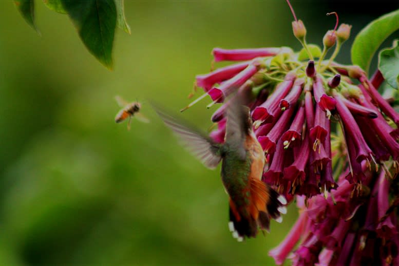 The Best Ever Hummingbird Food Recipe