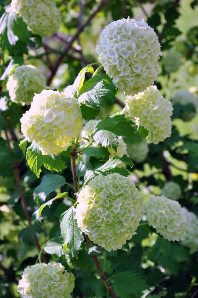 Snowball Viburnum Varieties: Chinese, Japanese and European - Dengarden