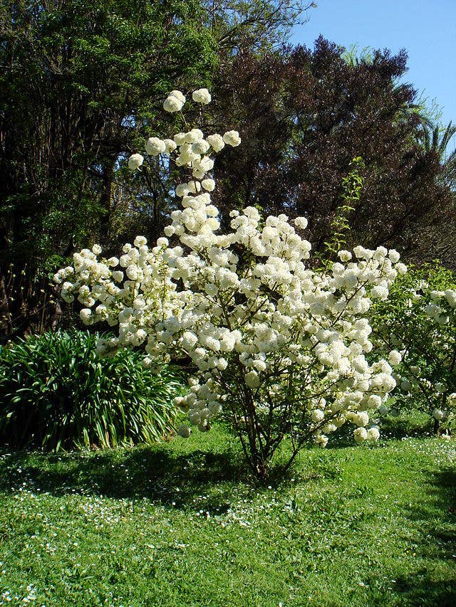 Snowball Viburnum Varieties: Chinese, Japanese and European - Dengarden