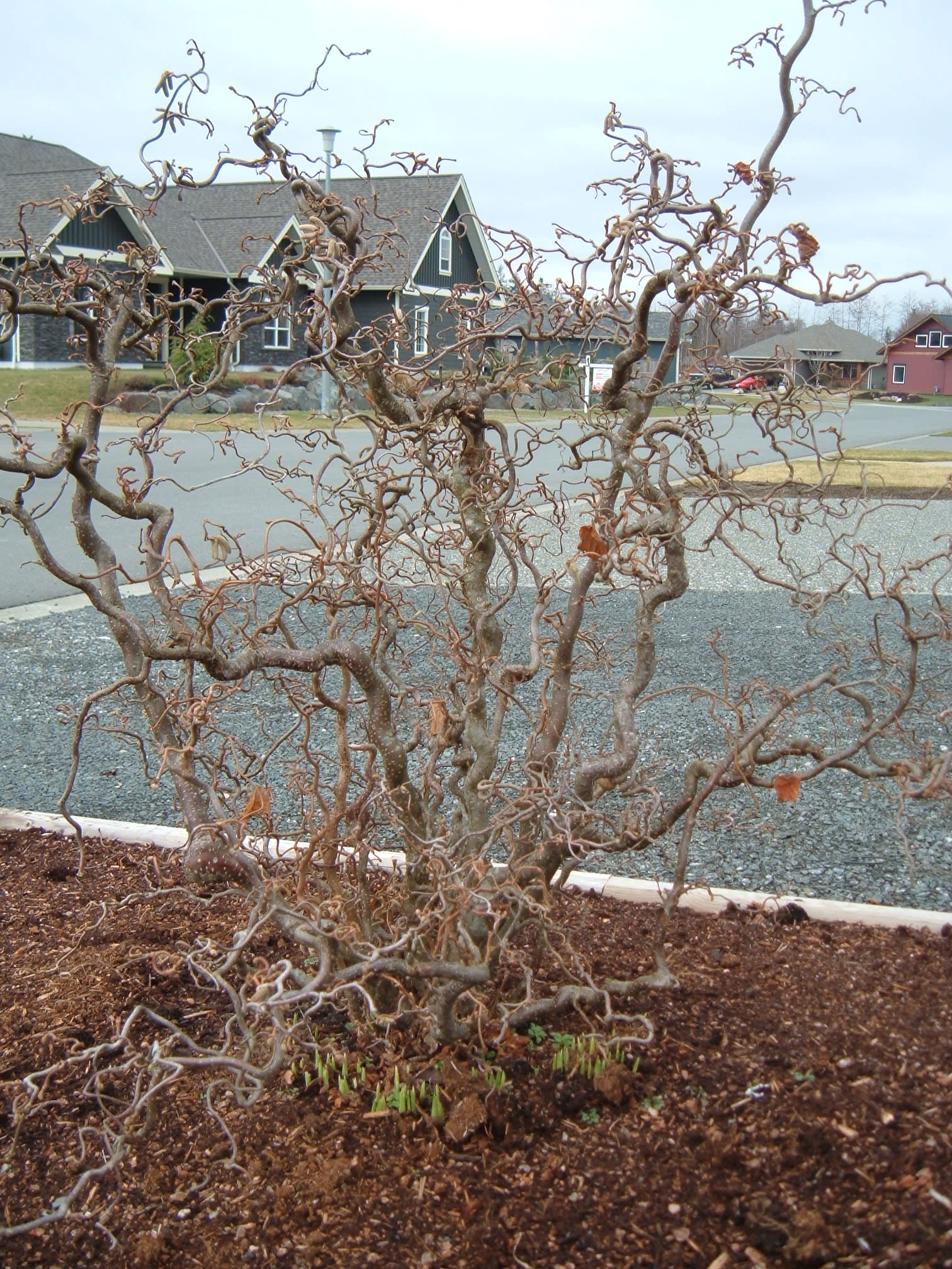 How to Build a Deer-Proof Garden - Dengarden