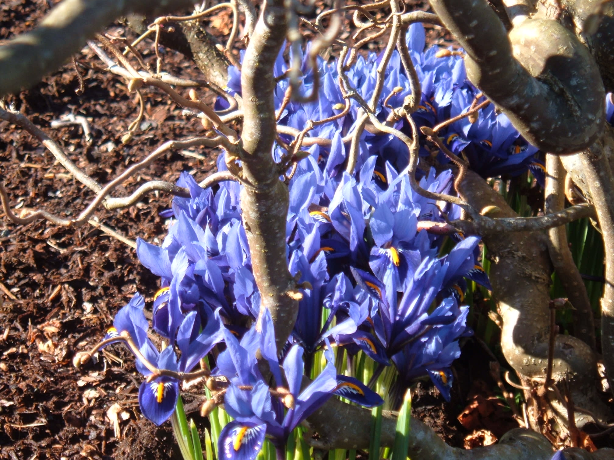 How to Build a Deer-Proof Garden - Dengarden