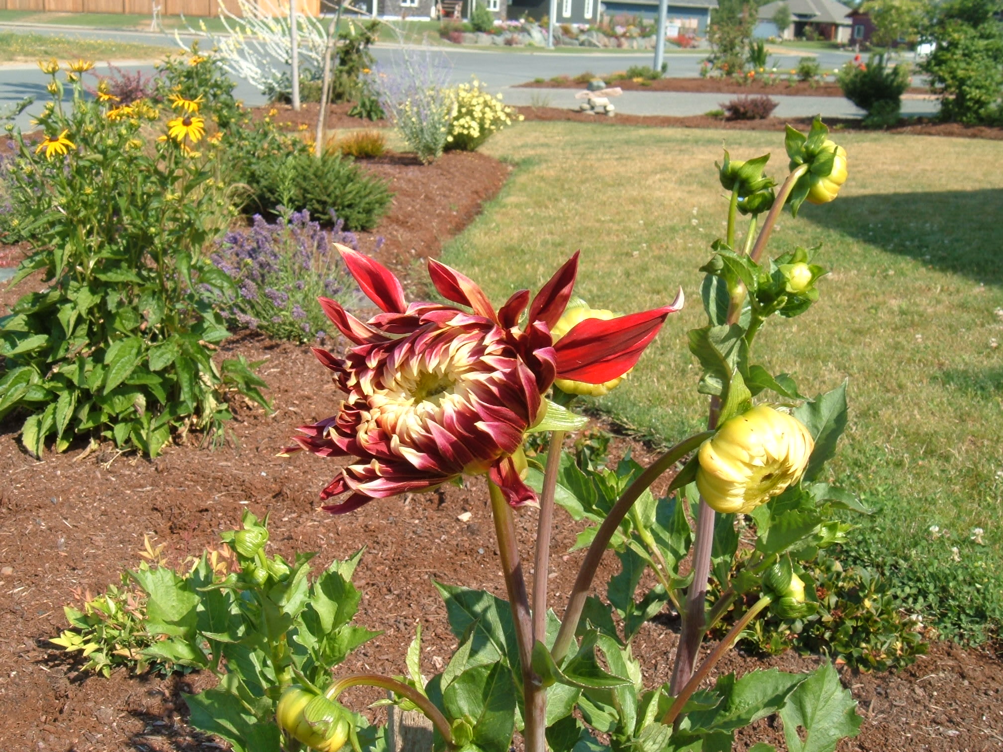 How to Build a Deer-Proof Garden - Dengarden