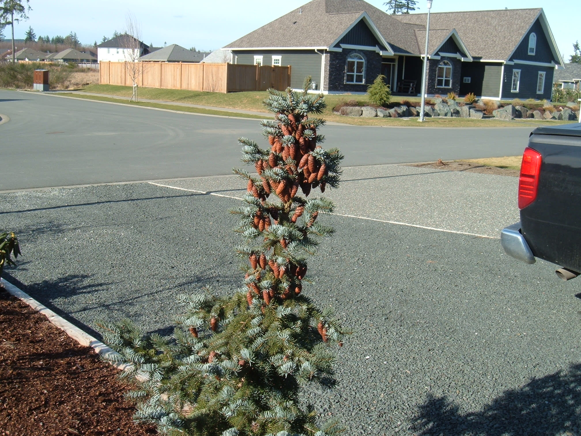 How to Build a Deer-Proof Garden - Dengarden