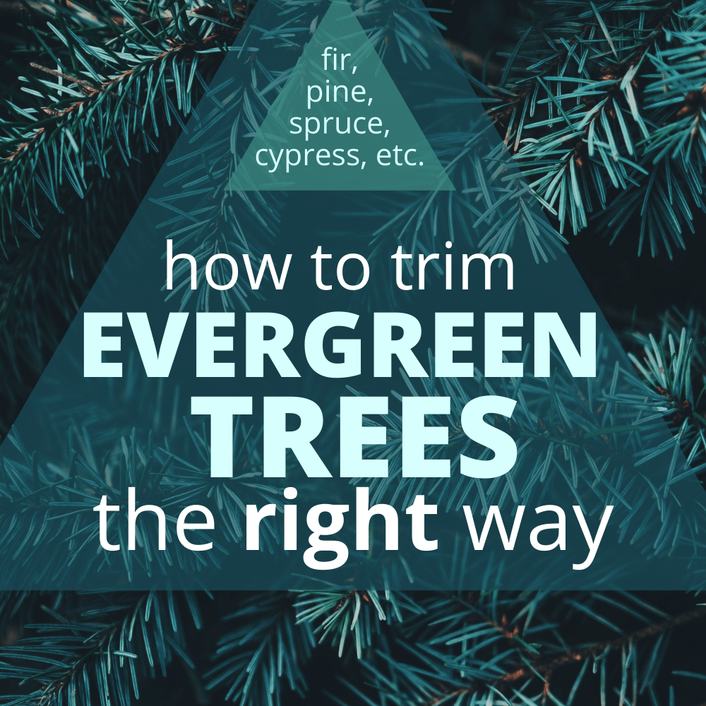 Why Not to "Limb Up" Evergreen Trees - Dengarden