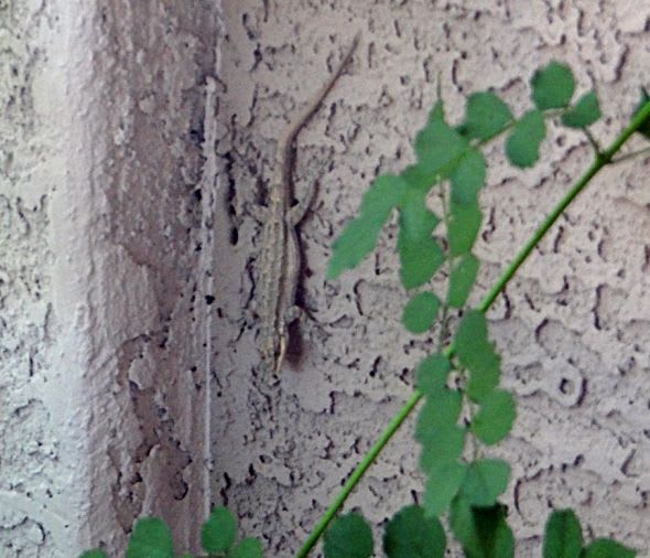 How to Attract Geckos to Your Garden for Natural Pest Control - Dengarden