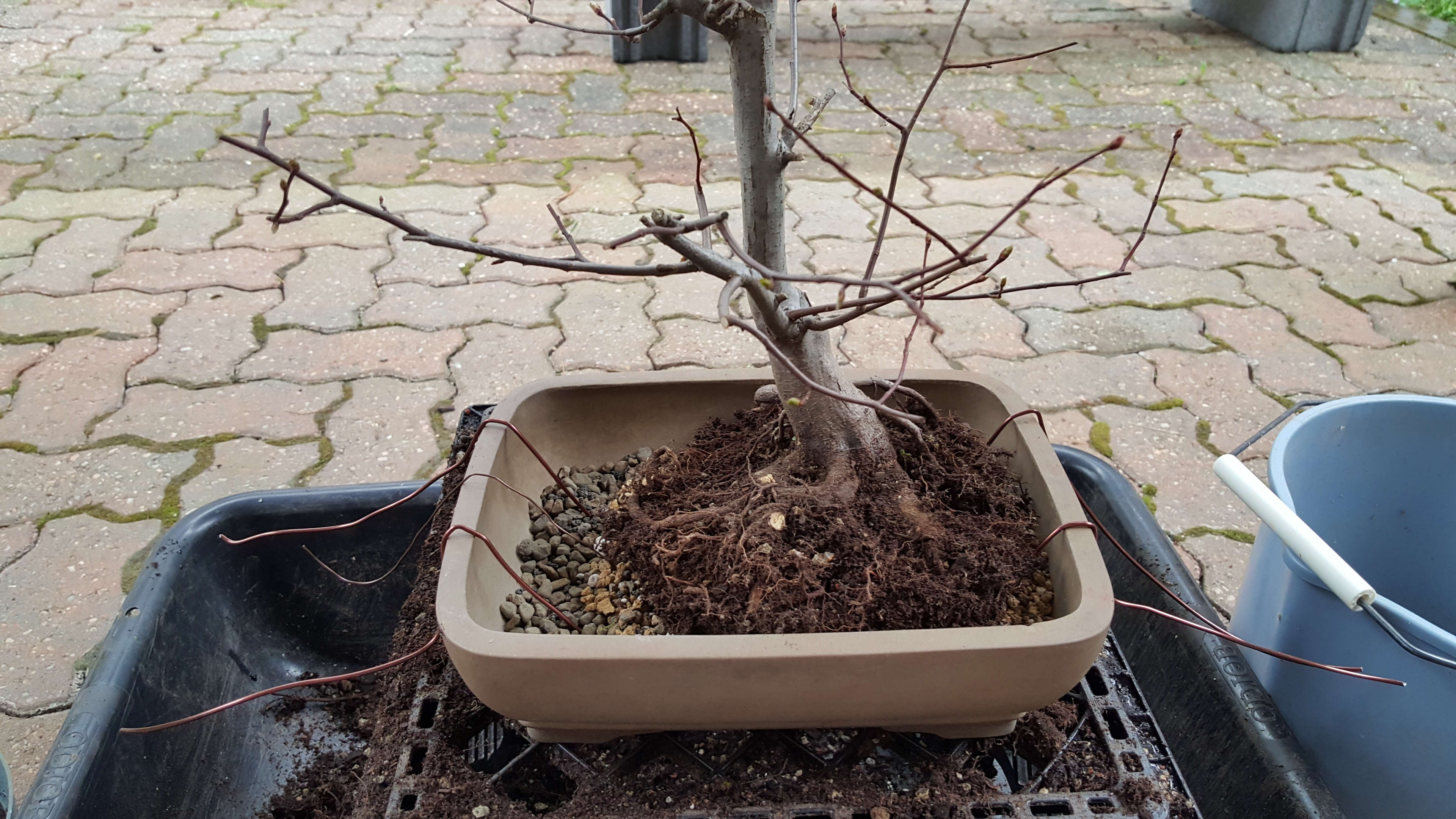 How to Repot a Bonsai Tree (And Why Repotting Is Important) - Dengarden