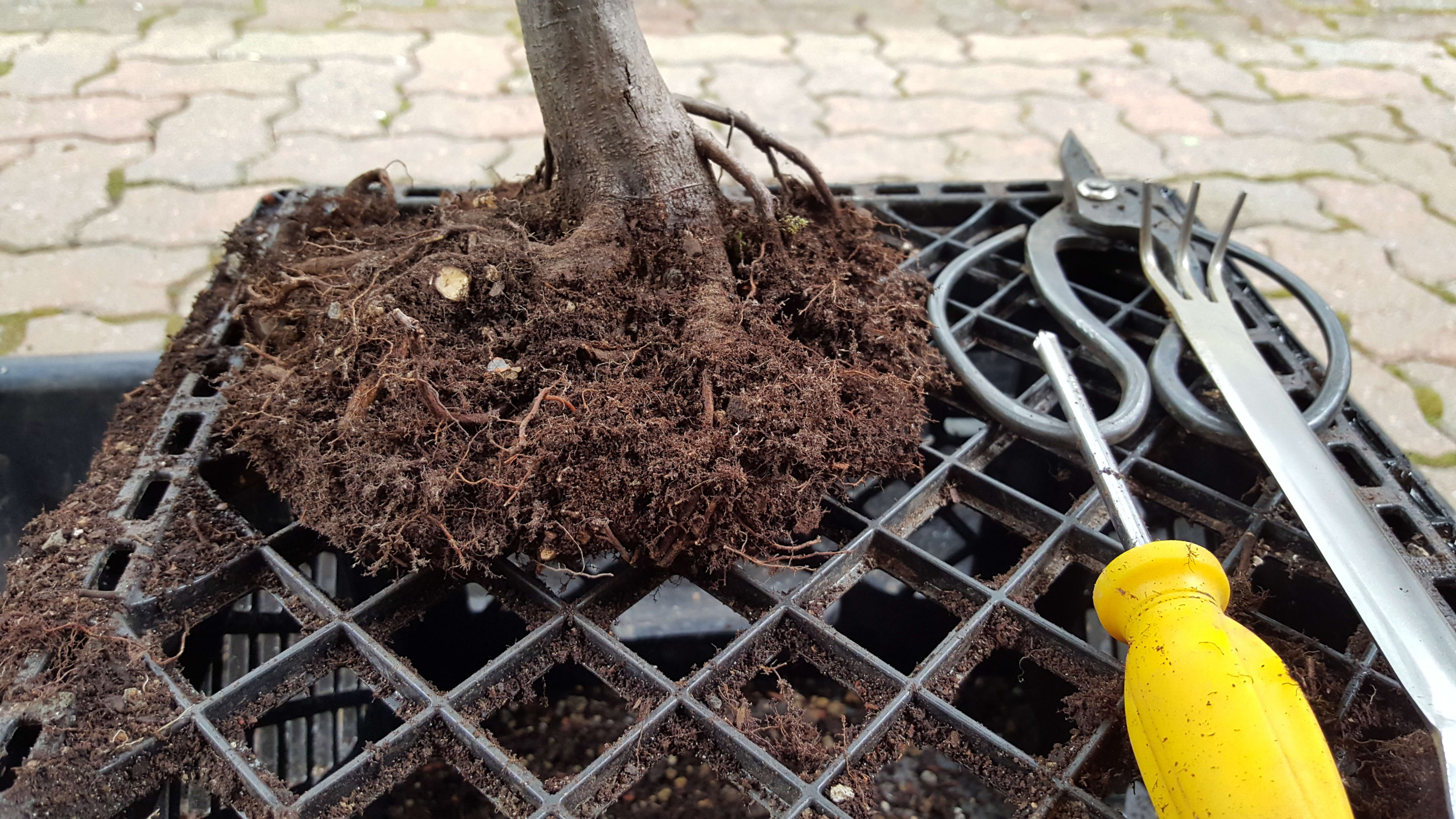 How to Repot a Bonsai Tree (And Why Repotting Is Important) - Dengarden