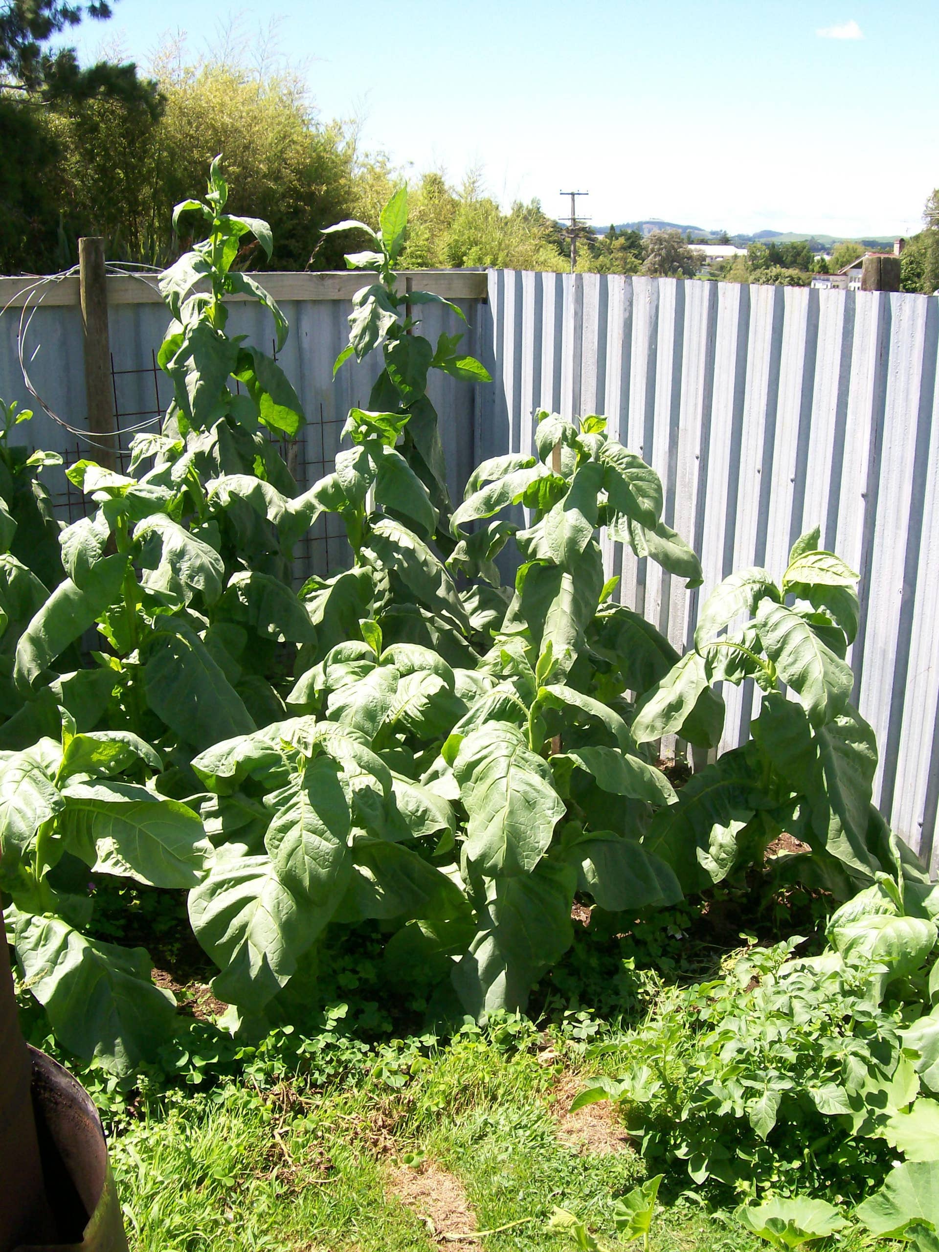 How to Grow, Harvest and Cure Tobacco at Home - Dengarden