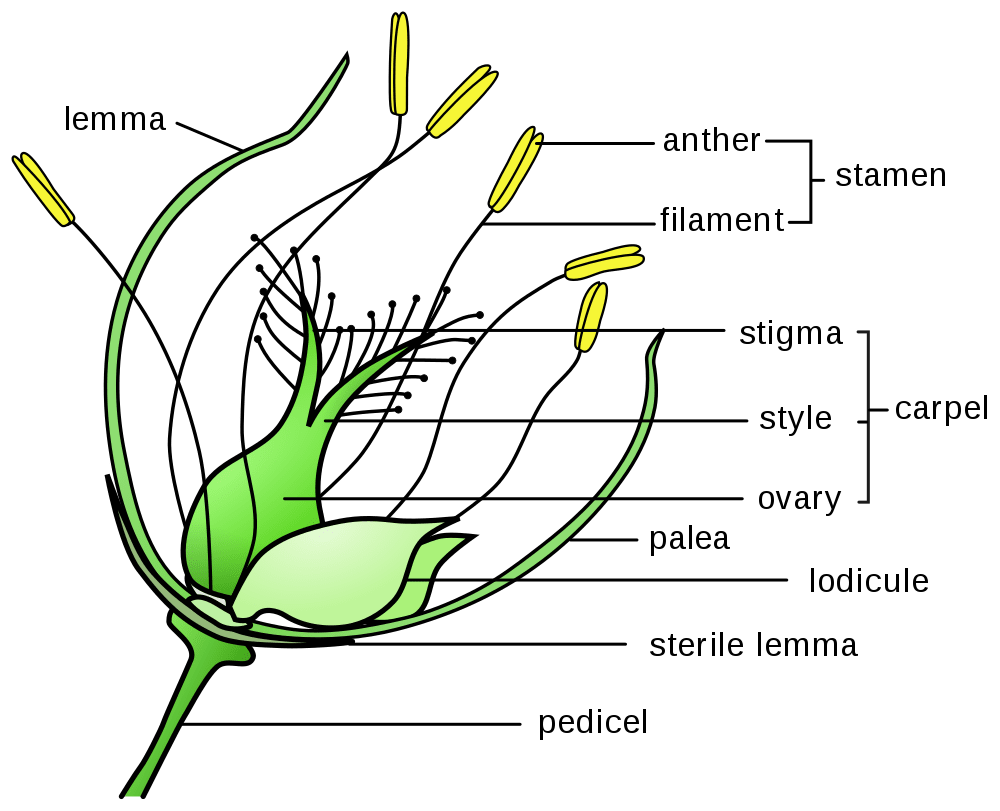 Oats, Oatmeal, and Porridge: Plant Facts and Food Uses - Dengarden