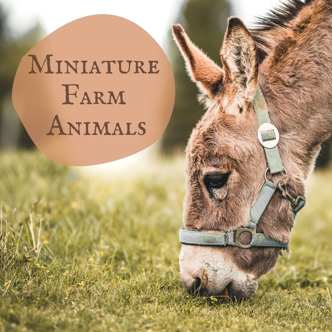 Miniature Farm Animals: A Guide to Miniature or Small Livestock - Dengarden