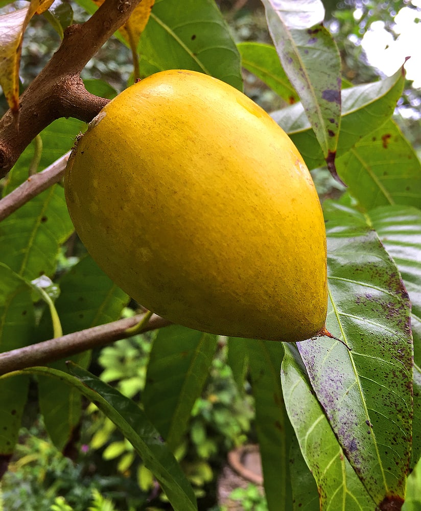 Eggfruit: A Tropical Taste of Hawaii - Dengarden