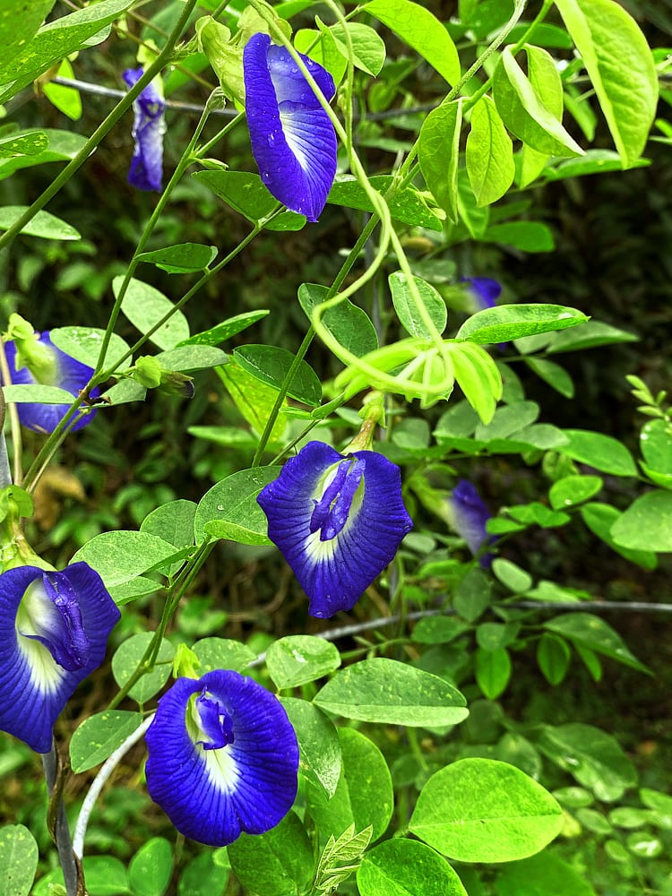 5 Easy-to-Grow Tropical Vines With Dazzling Blue Flowers - Dengarden