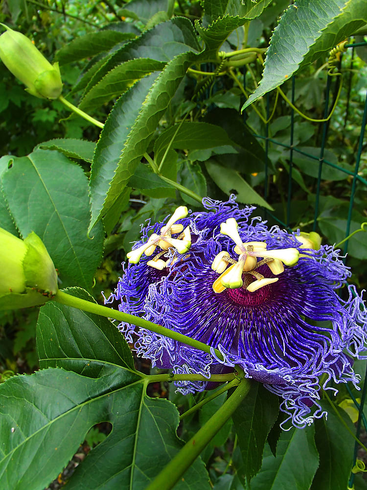 5 Easy-to-Grow Tropical Vines With Dazzling Blue Flowers - Dengarden