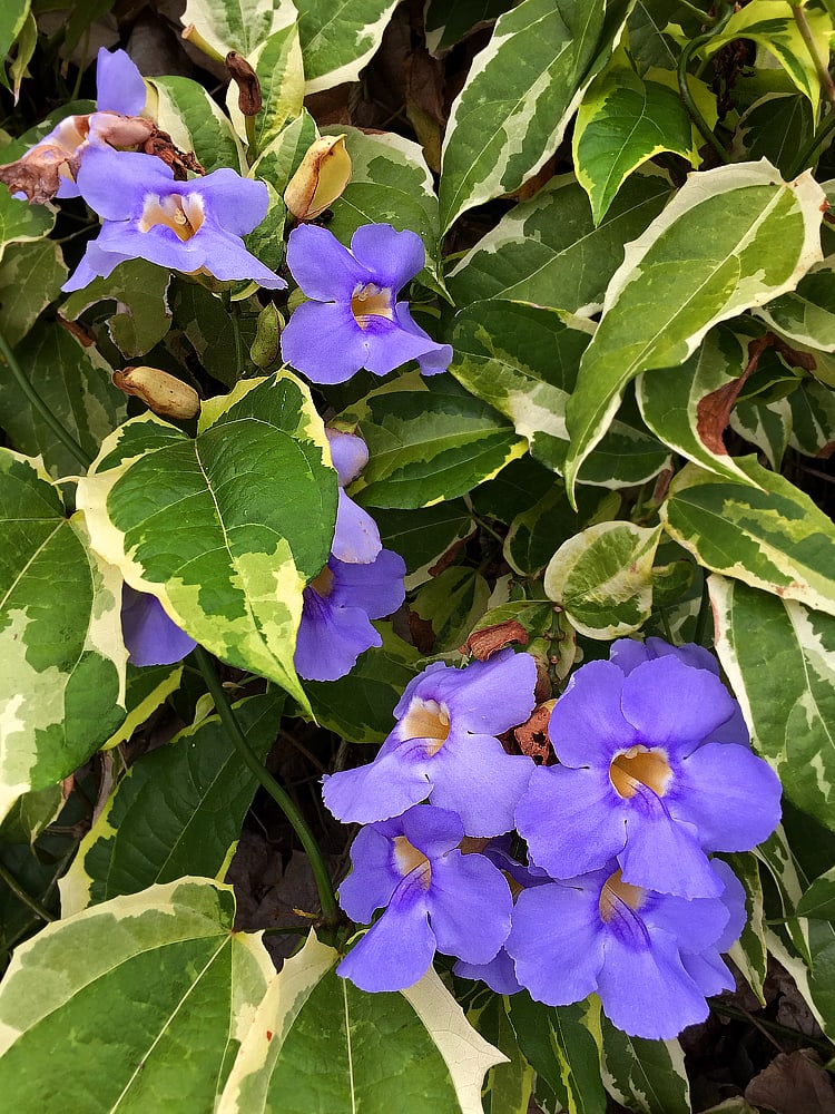 5 Easy-to-Grow Tropical Vines With Dazzling Blue Flowers - Dengarden