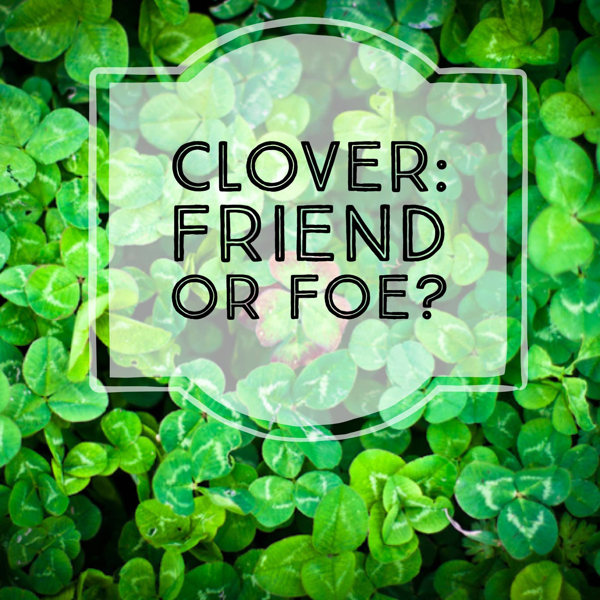 A Guide to Clover Lawns: Pros, Cons, and Tips for Care - Dengarden