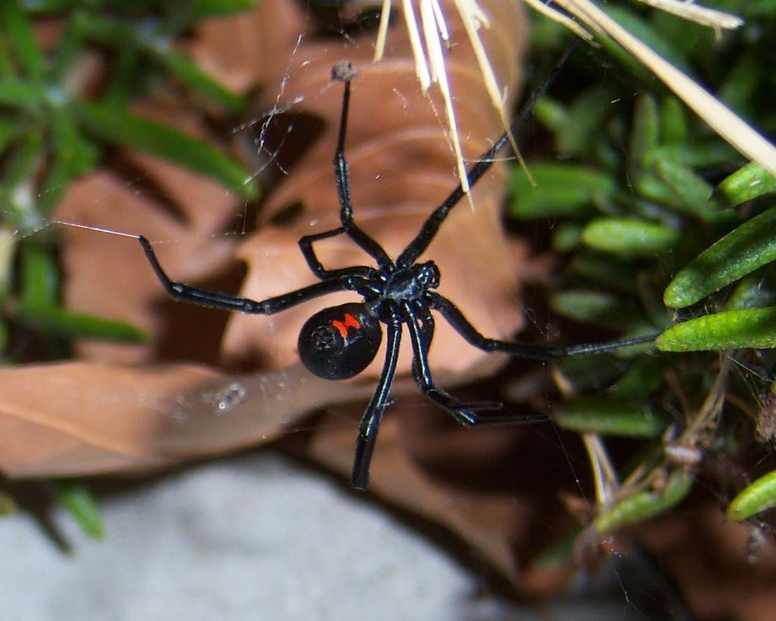 What Is the Deadliest Spider in America? - Dengarden