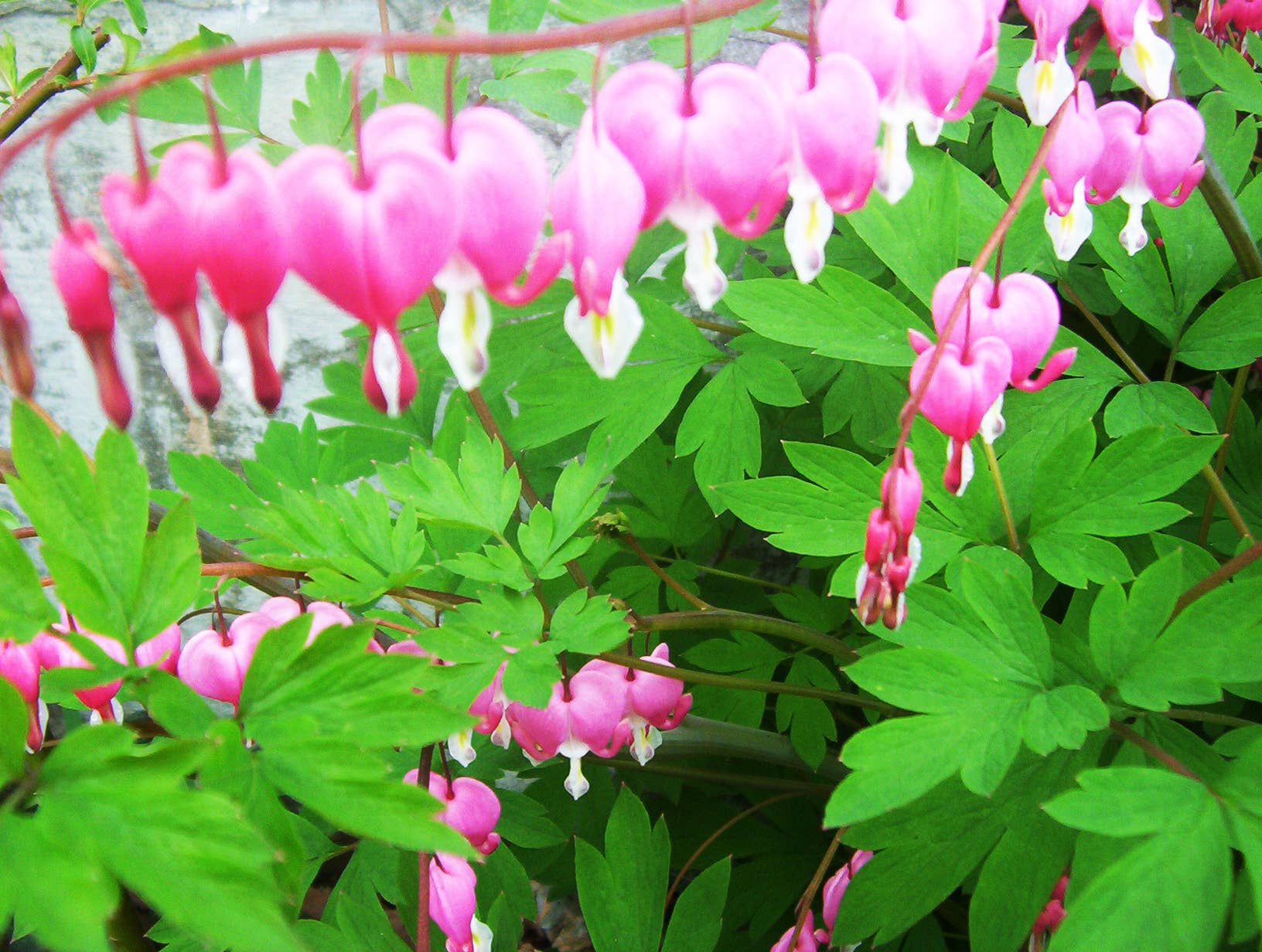 Bleeding Heart Plant: How to Care for the Perennial - Dengarden