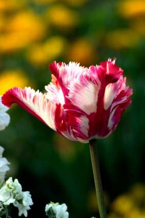Parrot and Ruffled Tulips - Dengarden