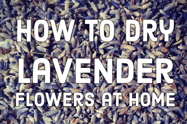 How to Dry Lavender Flowers at Home - Dengarden