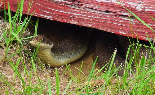 How to Attract Snakes to Your Garden - Dengarden