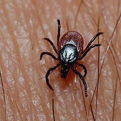 How to Repel Ticks Naturally - Dengarden