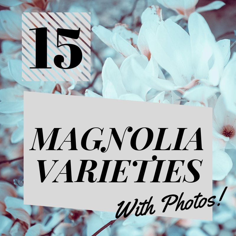 15 Types of Magnolia Trees and Shrubs (With Photos) - Dengarden