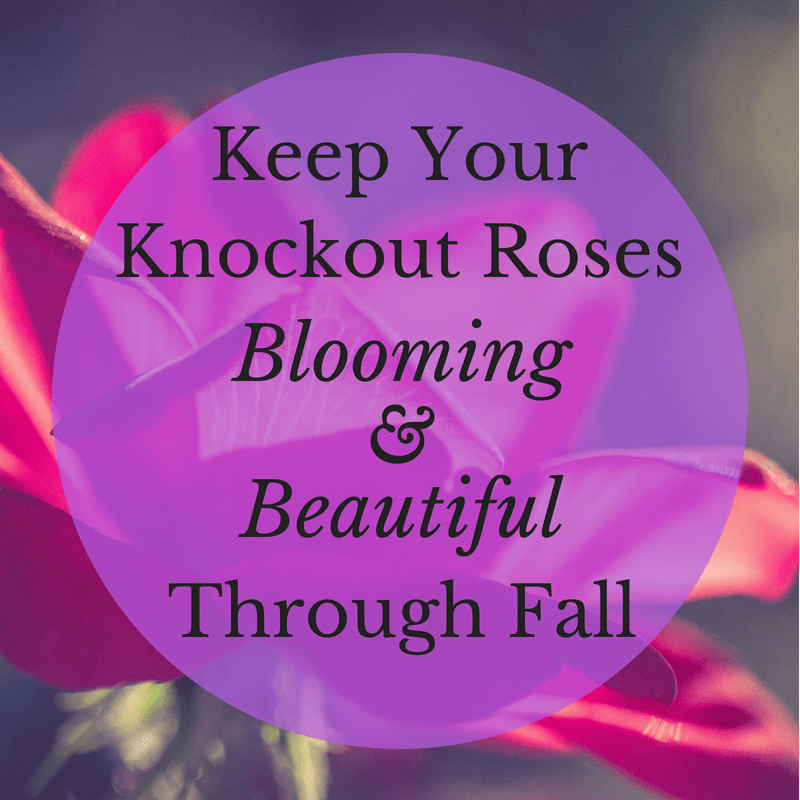 How to Keep Knockout Roses Blooming Through Fall - Dengarden