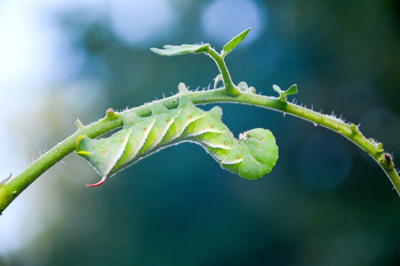 How to Get Rid of Tomato Hornworms Safely and Naturally - Dengarden
