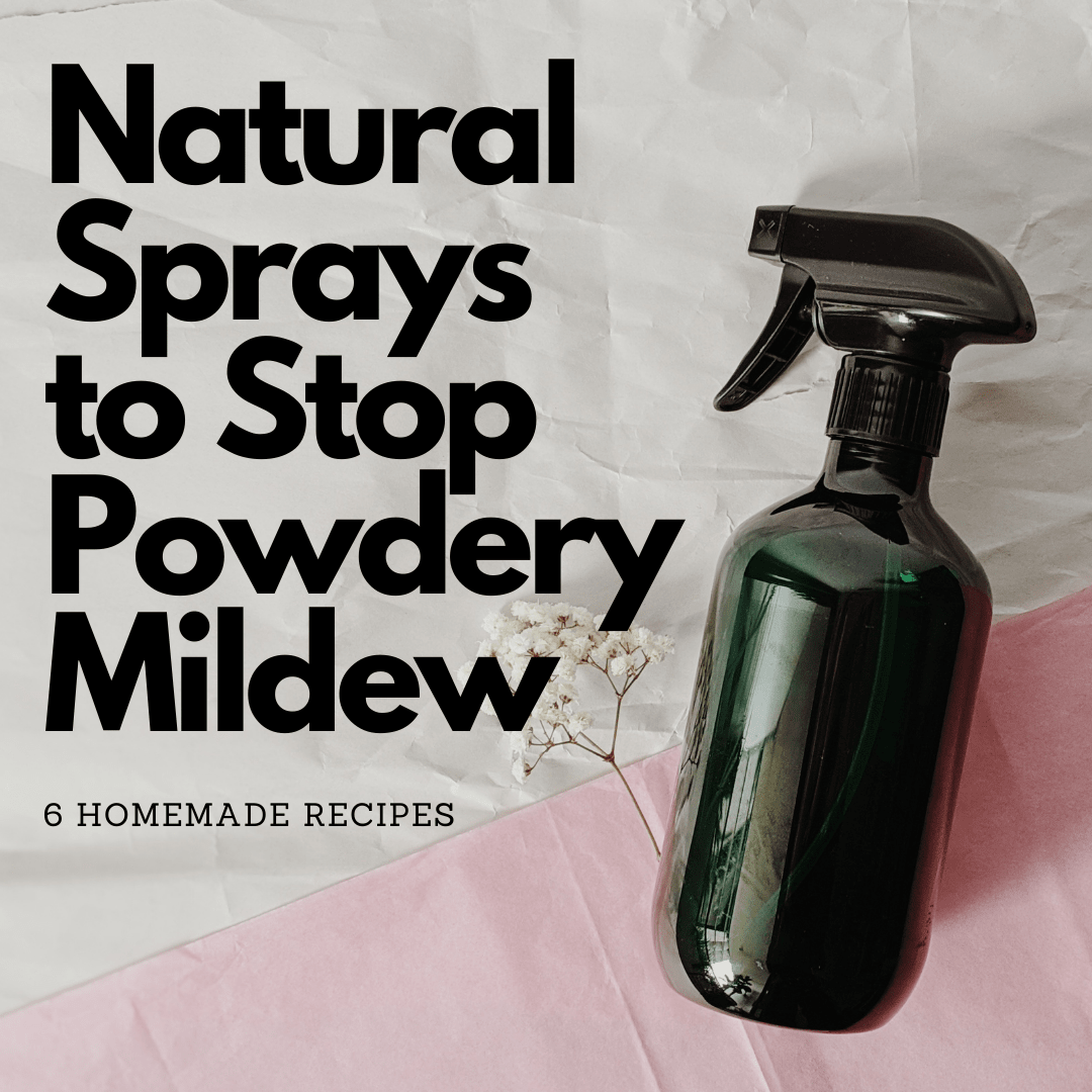 How to Get Rid of Powdery Mildew Safely and Naturally - Dengarden