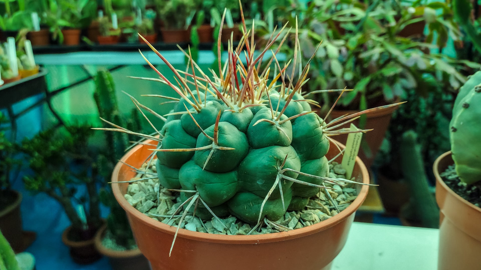 How to Get Your Cactus to Flower - Dengarden
