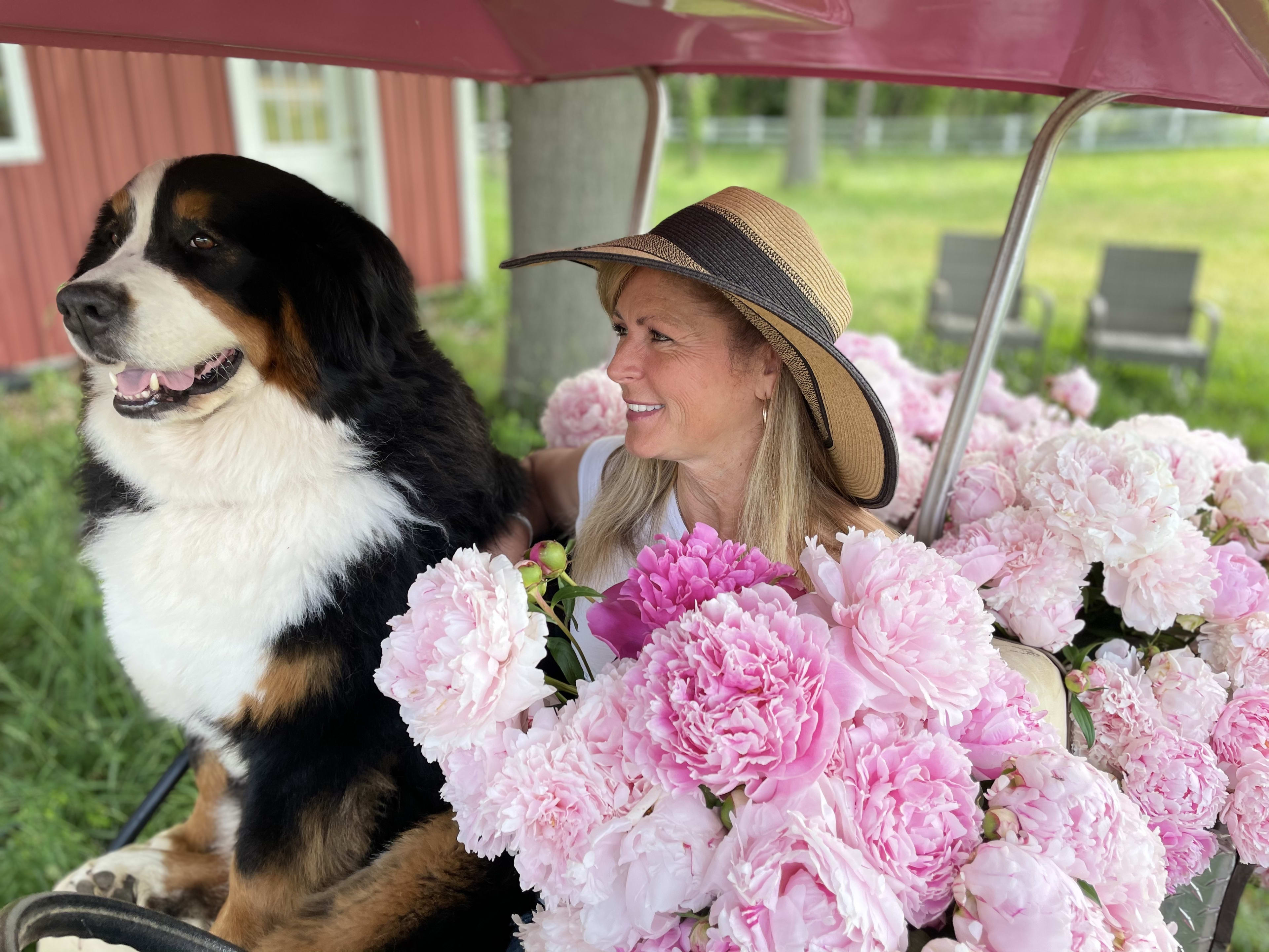 How to Plant Peony Tubers in the Fall - Dengarden