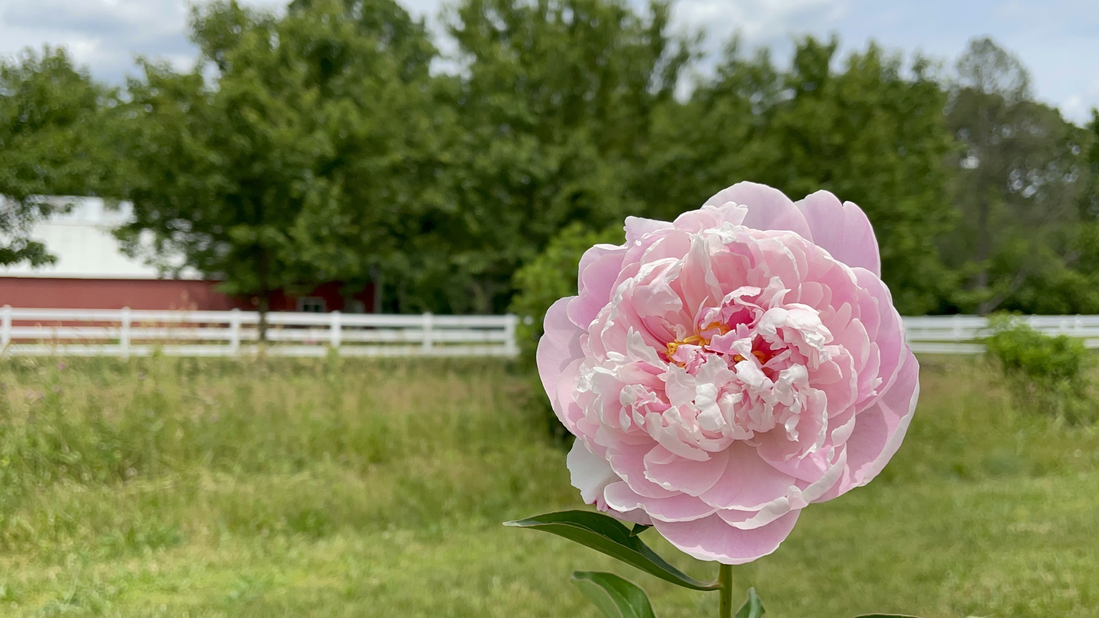 How to Plant Peony Tubers in the Fall - Dengarden
