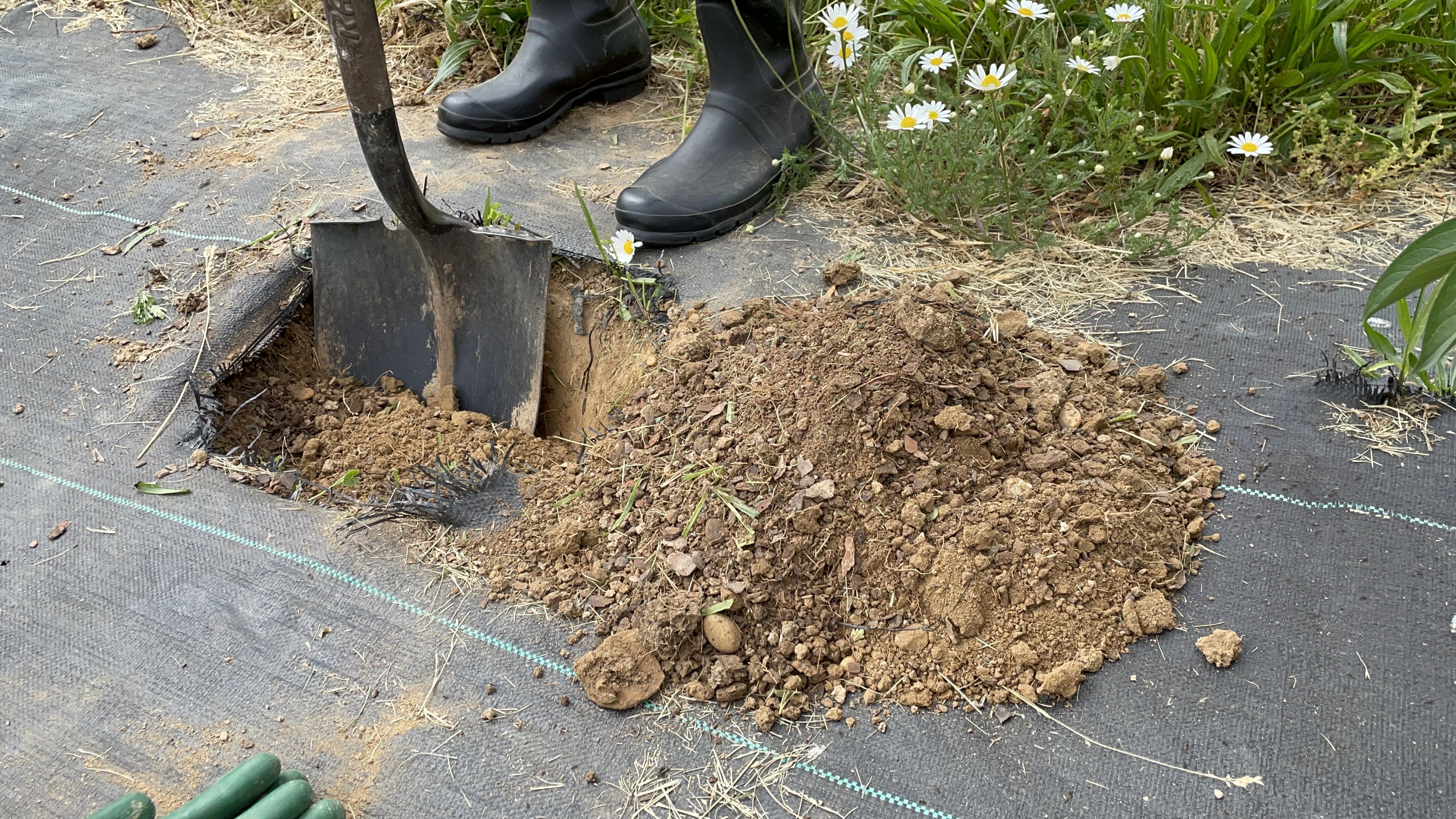 How to Plant Peony Tubers in the Fall - Dengarden