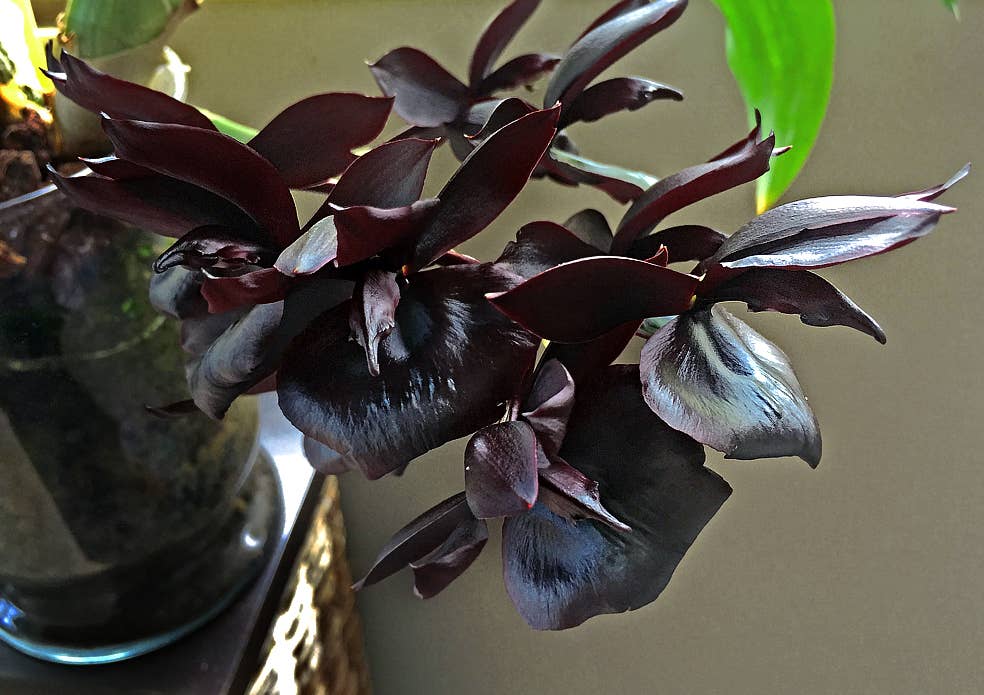 Strange, Freaky, Odd-Looking Tropical Plants and Flowers - Dengarden